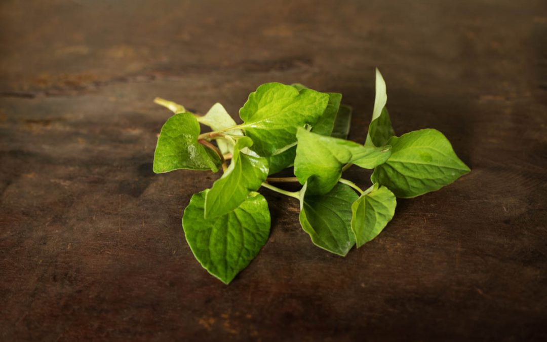 fishwort-cambodian-cooking-herb | Changkran Khmer Restaurant